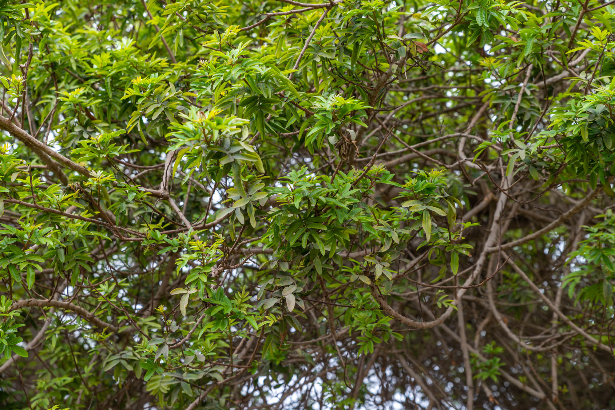 Molle costeño - Municipalidad Distrital de MirafloresMunicipalidad ...