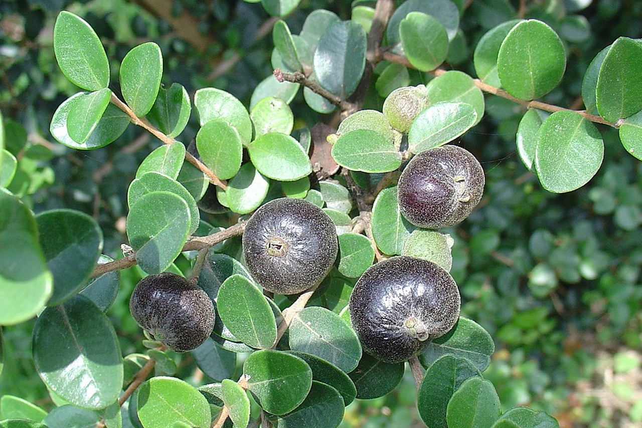 Arrayán - Municipalidad Distrital de MirafloresMunicipalidad Distrital ...