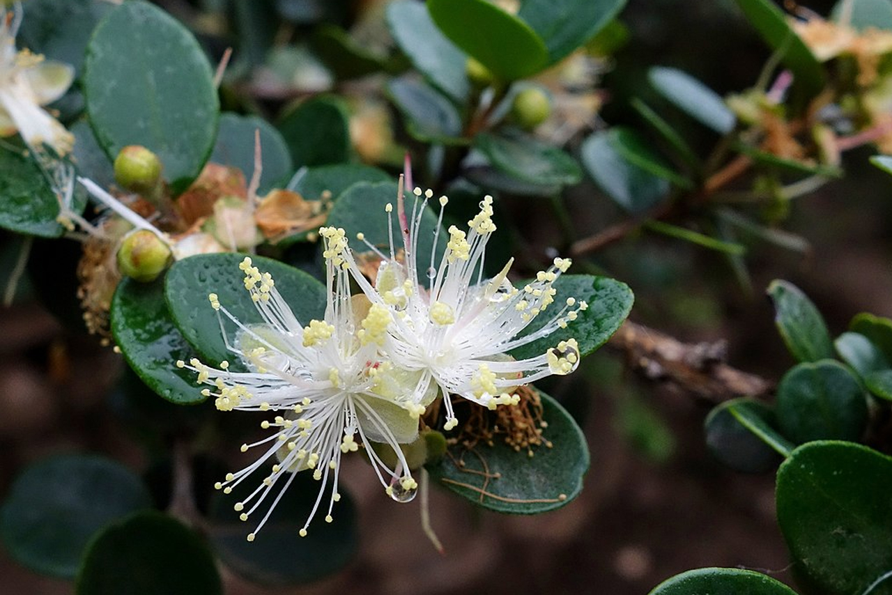 Arrayán - Municipalidad Distrital de MirafloresMunicipalidad Distrital ...