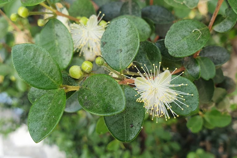 Arrayán - Municipalidad Distrital de MirafloresMunicipalidad Distrital ...