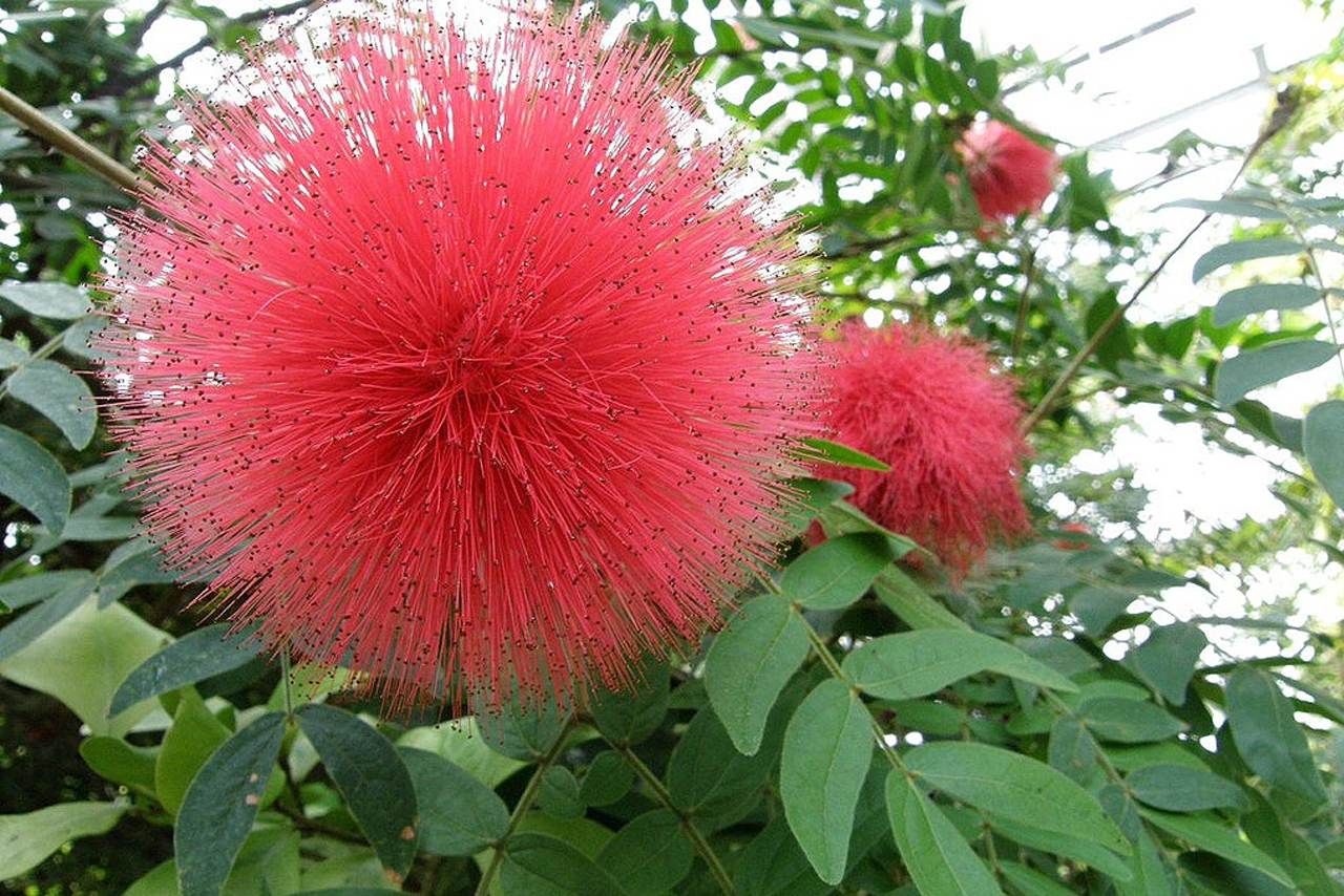 Calliandra - Municipalidad Distrital de MirafloresMunicipalidad ...