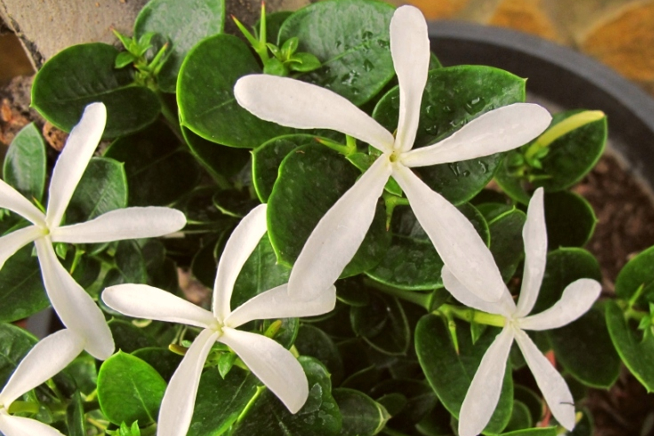 Carissa - Municipalidad Distrital de MirafloresMunicipalidad Distrital ...