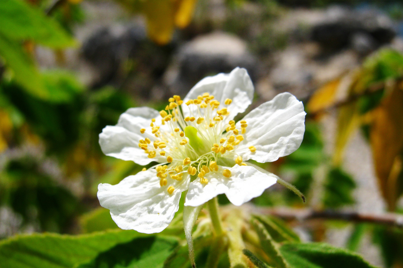 Cerecillo - Municipalidad Distrital de MirafloresMunicipalidad ...