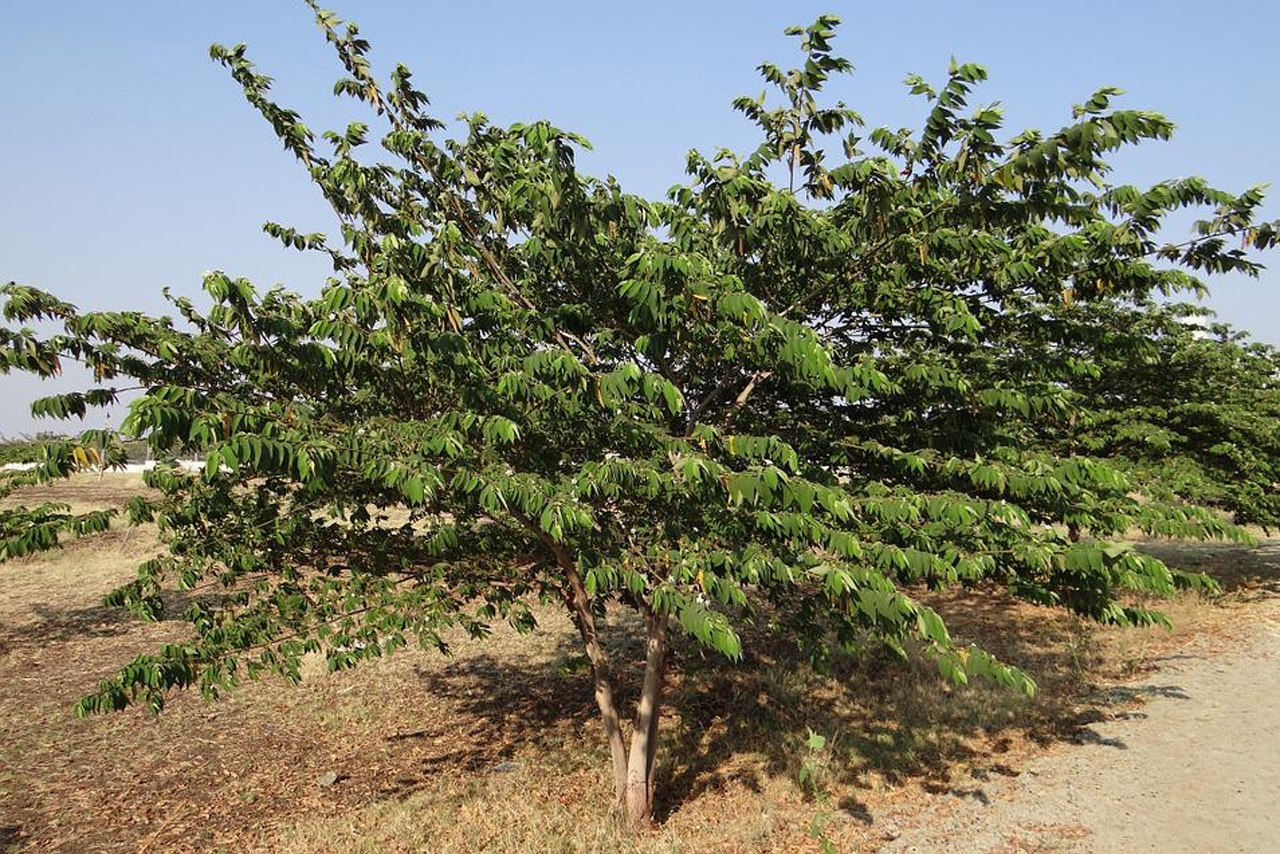 Cerecillo - Municipalidad Distrital de MirafloresMunicipalidad ...