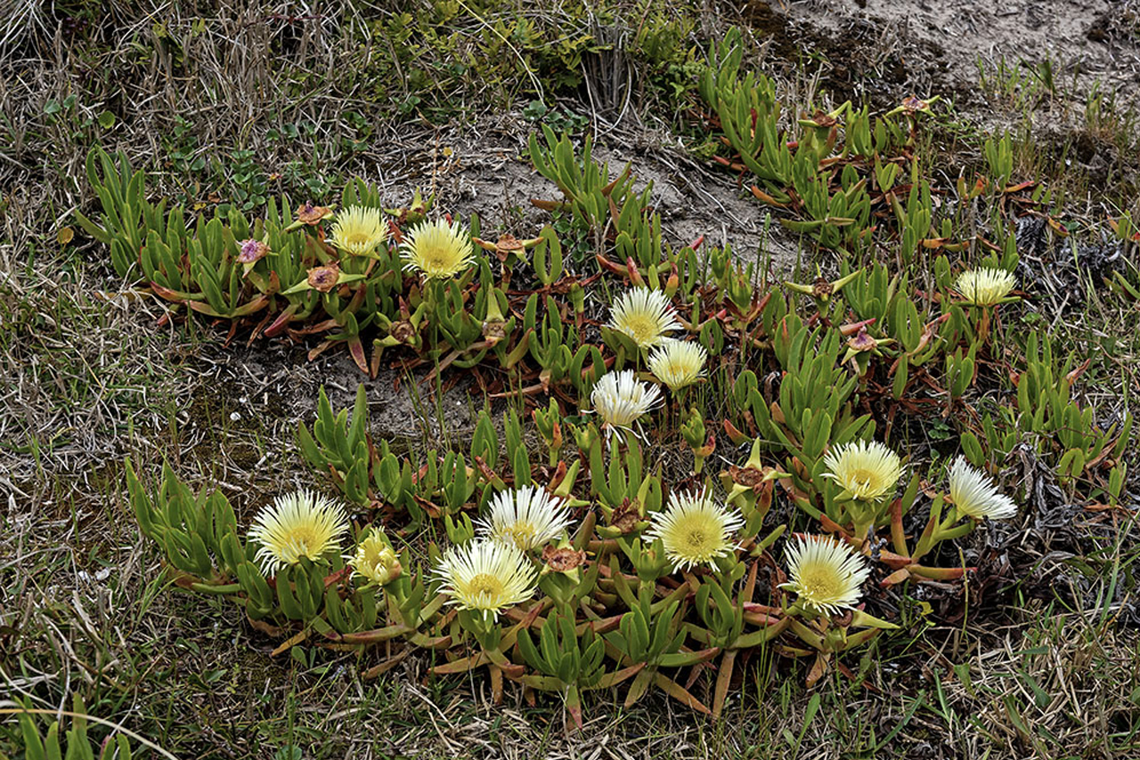 Clavel chino amarillo - Municipalidad Distrital de ...