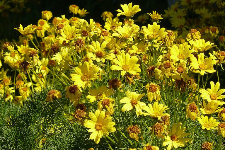 Coreopsis - Municipalidad Distrital de MirafloresMunicipalidad ...