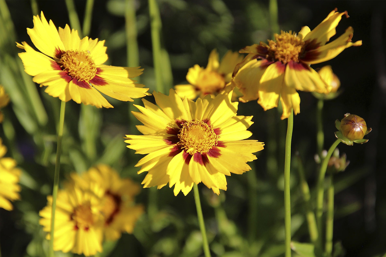 Coreopsis - Municipalidad Distrital de MirafloresMunicipalidad ...