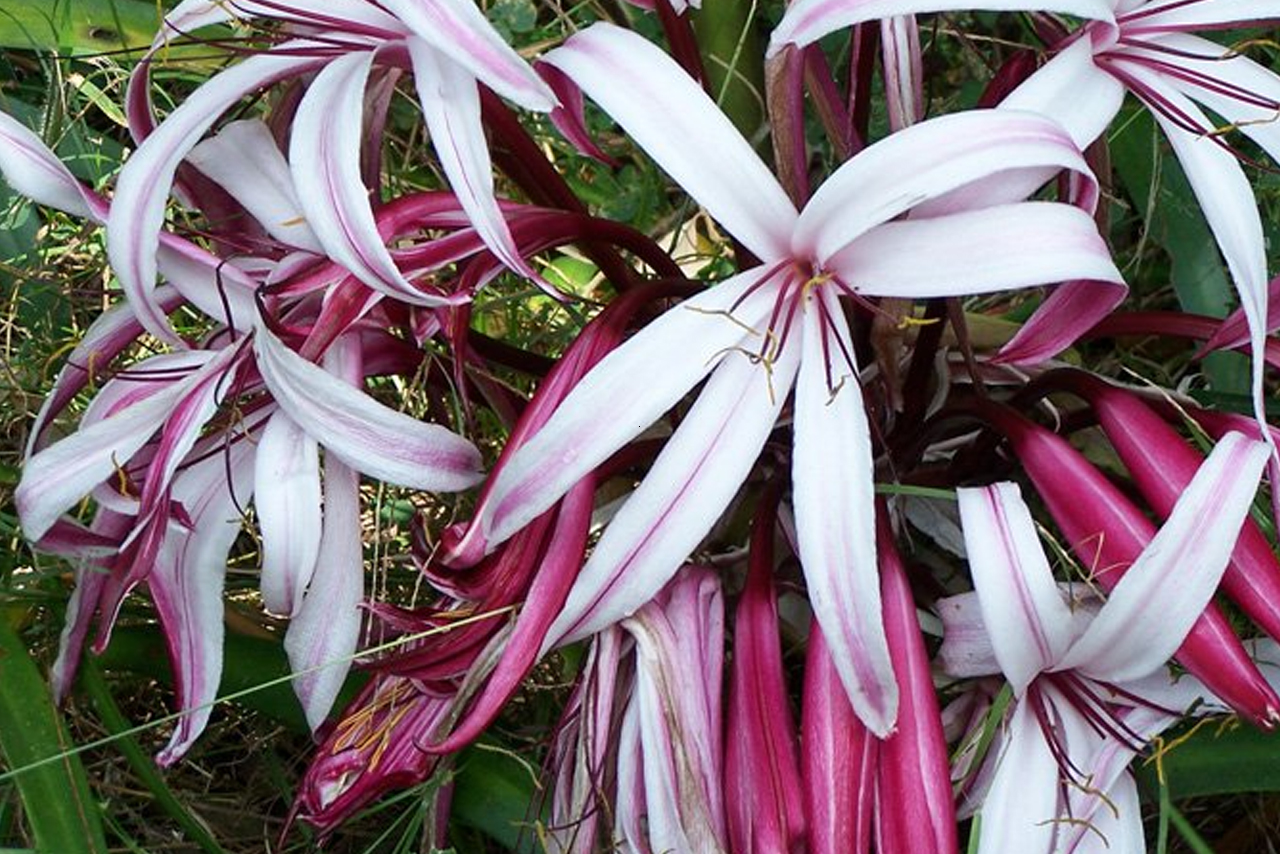 Crinum - Municipalidad Distrital de MirafloresMunicipalidad Distrital ...
