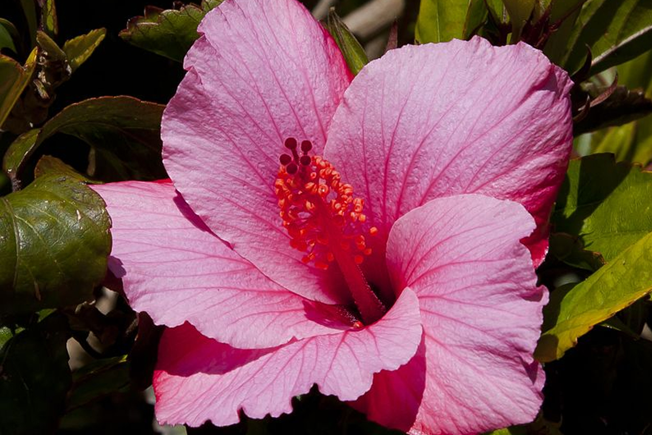 Cucarda - Municipalidad Distrital de MirafloresMunicipalidad Distrital ...