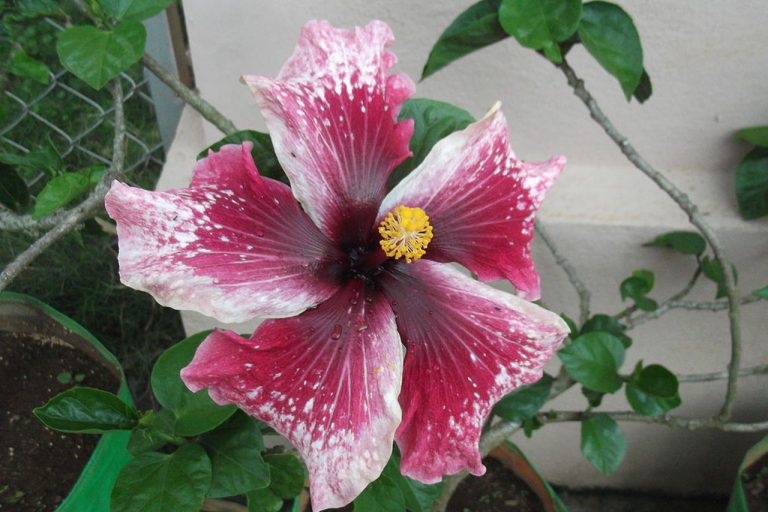 Cucarda - Municipalidad Distrital de MirafloresMunicipalidad Distrital ...