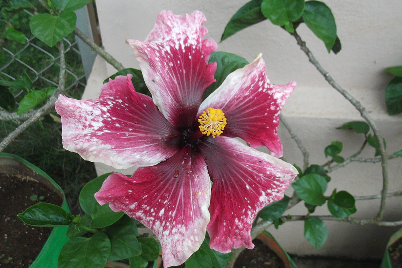 Cucarda - Municipalidad Distrital de MirafloresMunicipalidad Distrital ...