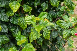 Cucarda - Municipalidad Distrital de MirafloresMunicipalidad Distrital ...