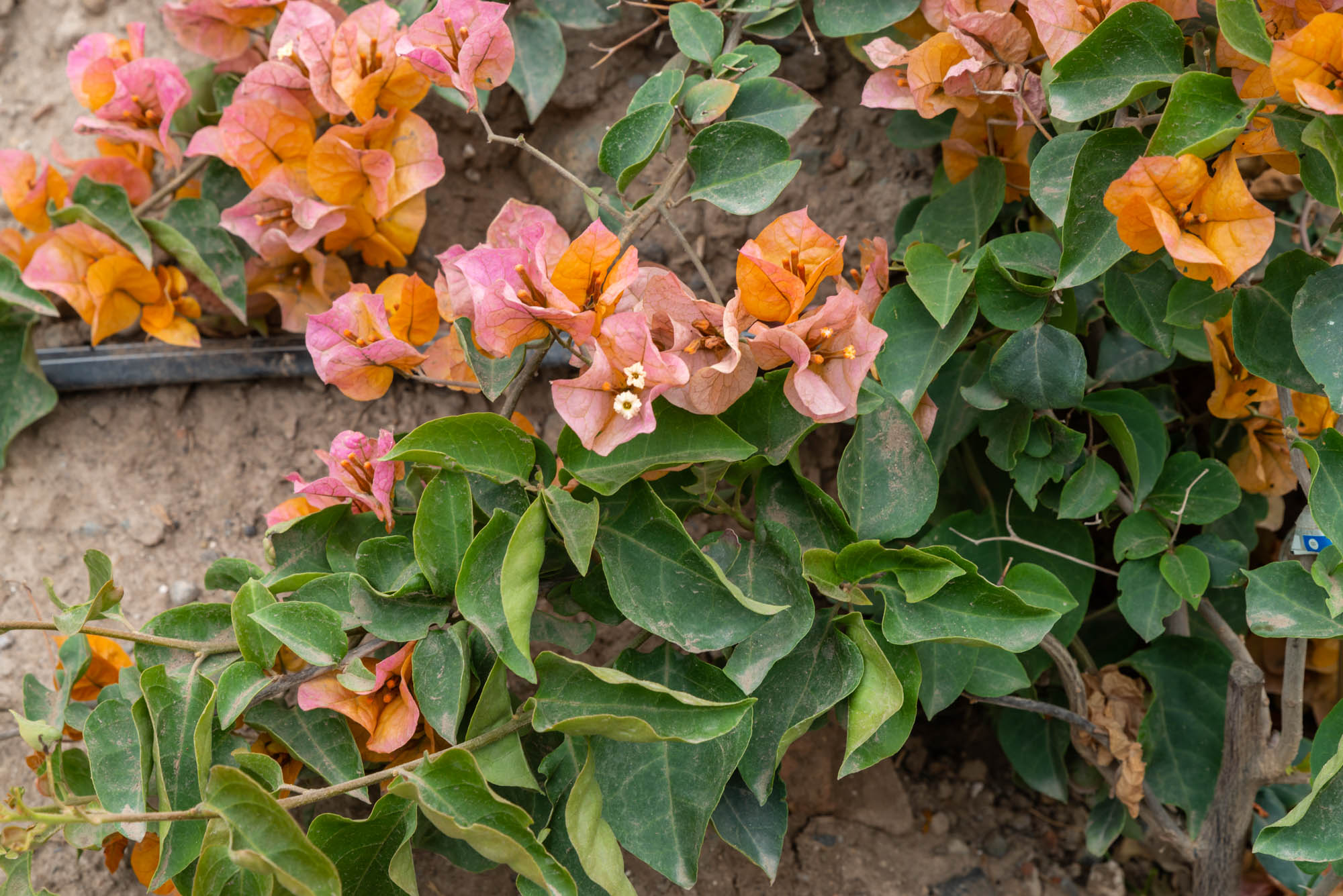 Buganvilla arbustiva - Municipalidad Distrital de ...