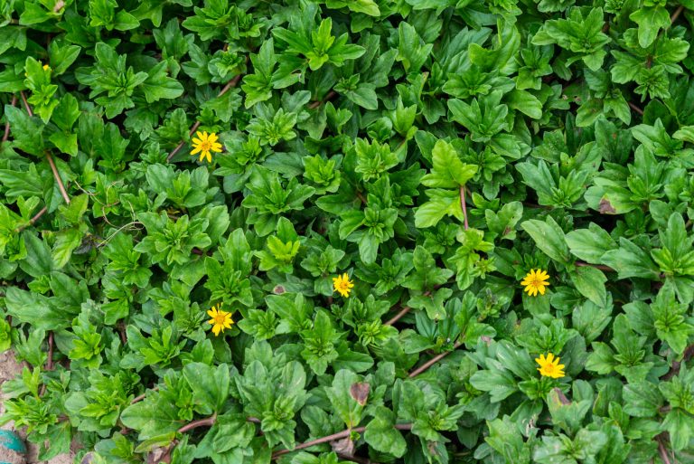 Wedelia - Municipalidad Distrital de MirafloresMunicipalidad Distrital ...