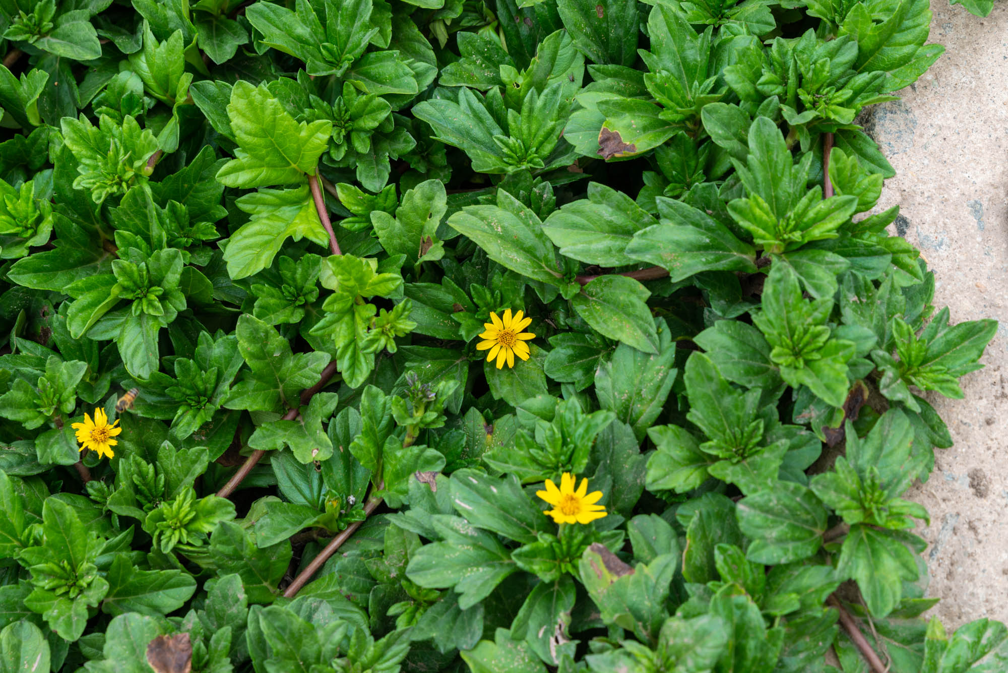 Wedelia - Municipalidad Distrital de MirafloresMunicipalidad Distrital ...