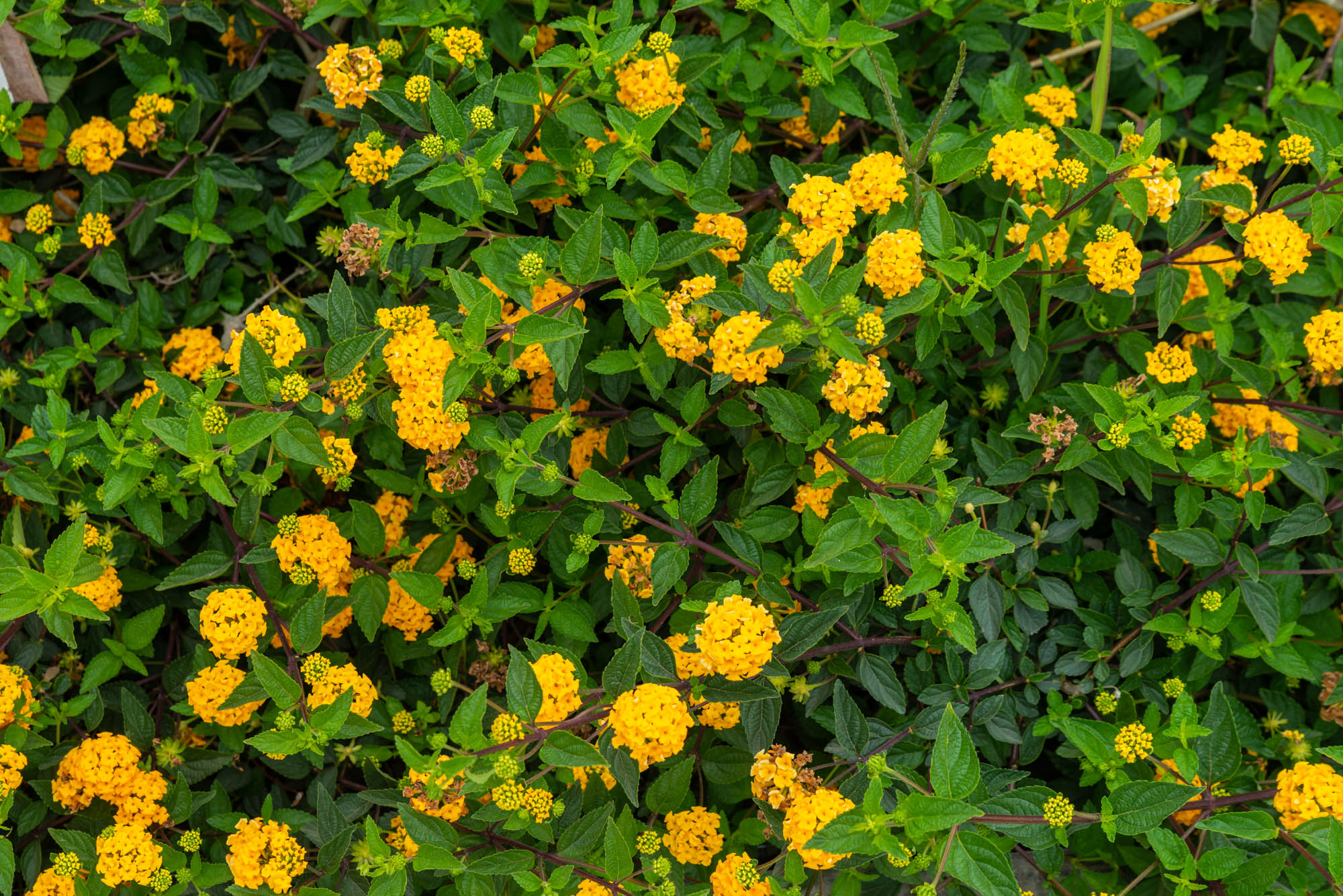 Arbusto De Flores Amarillas FLORES SILVESTRES DE COLOR AMARILLO