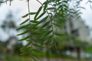 Molle serrano - Municipalidad Distrital de MirafloresMunicipalidad ...