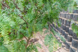 Molle serrano - Municipalidad Distrital de MirafloresMunicipalidad ...