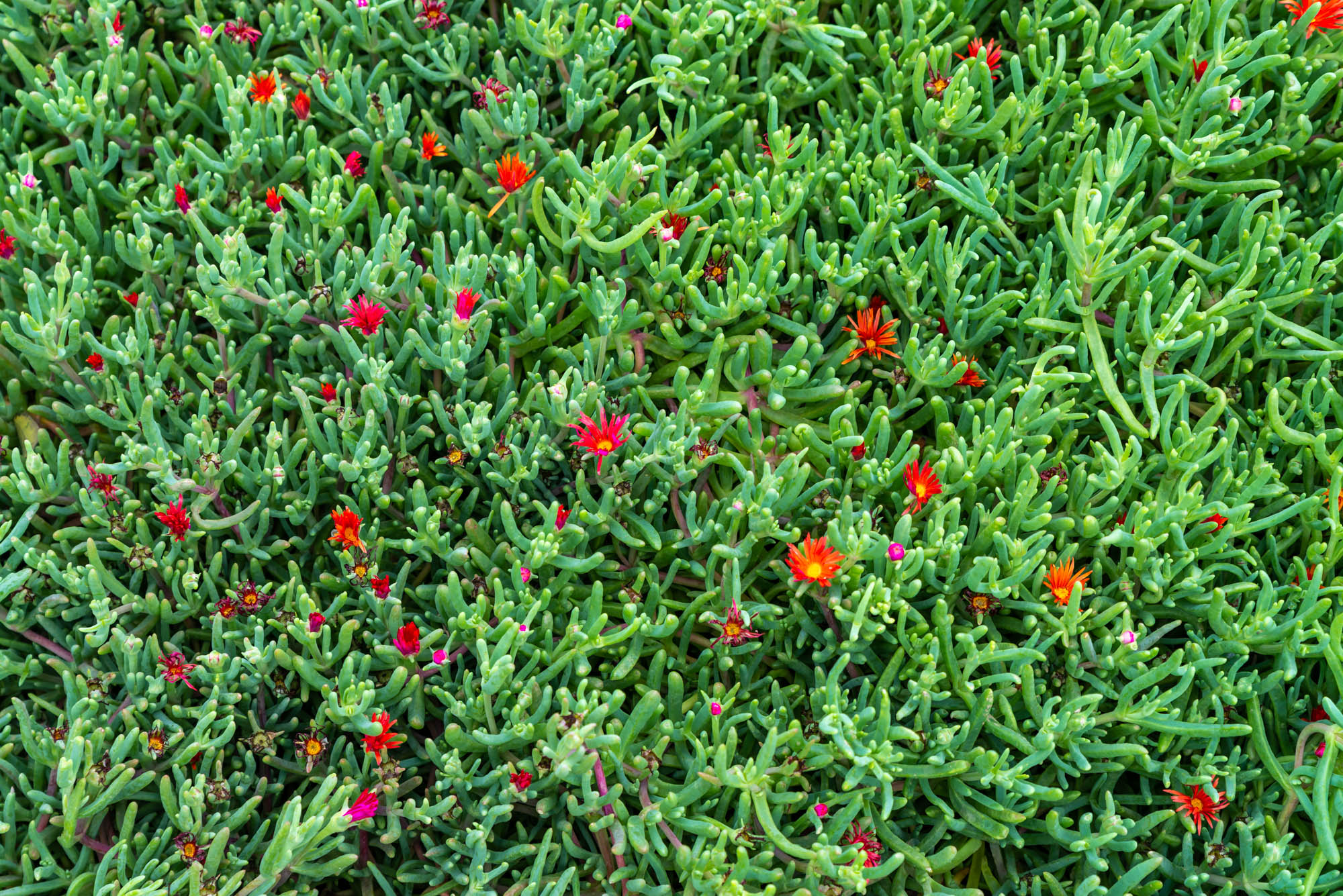Clavel chino - Municipalidad Distrital de MirafloresMunicipalidad ...