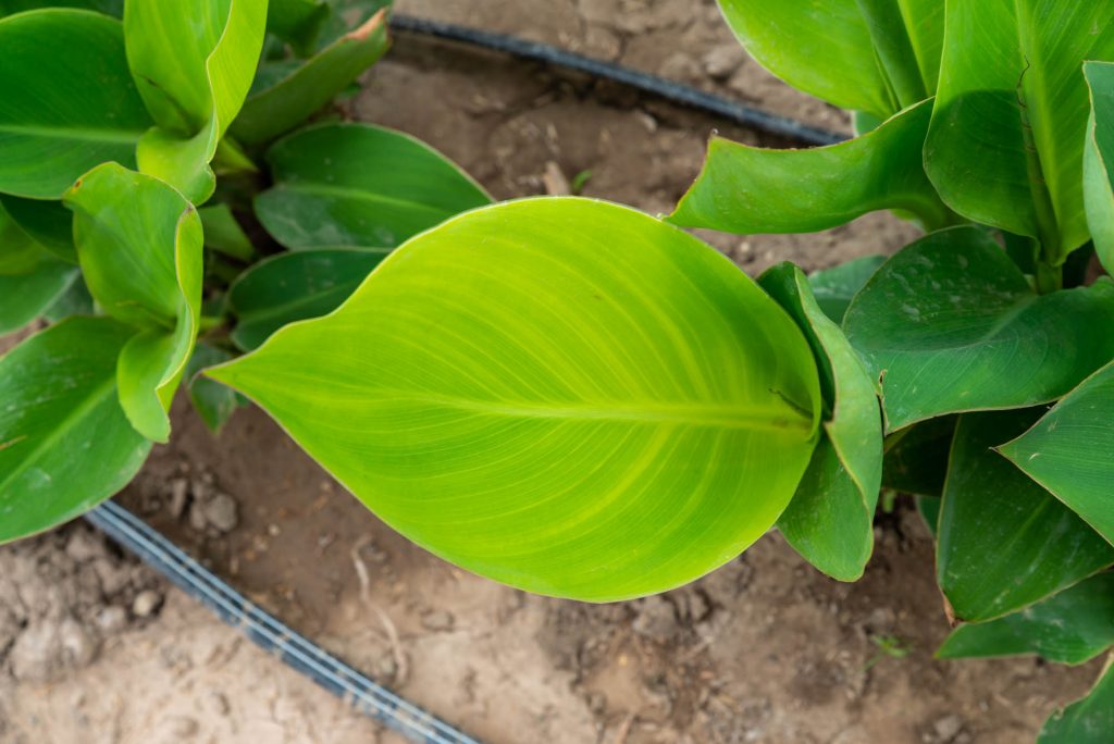 Achira - Municipalidad Distrital de MirafloresMunicipalidad Distrital ...