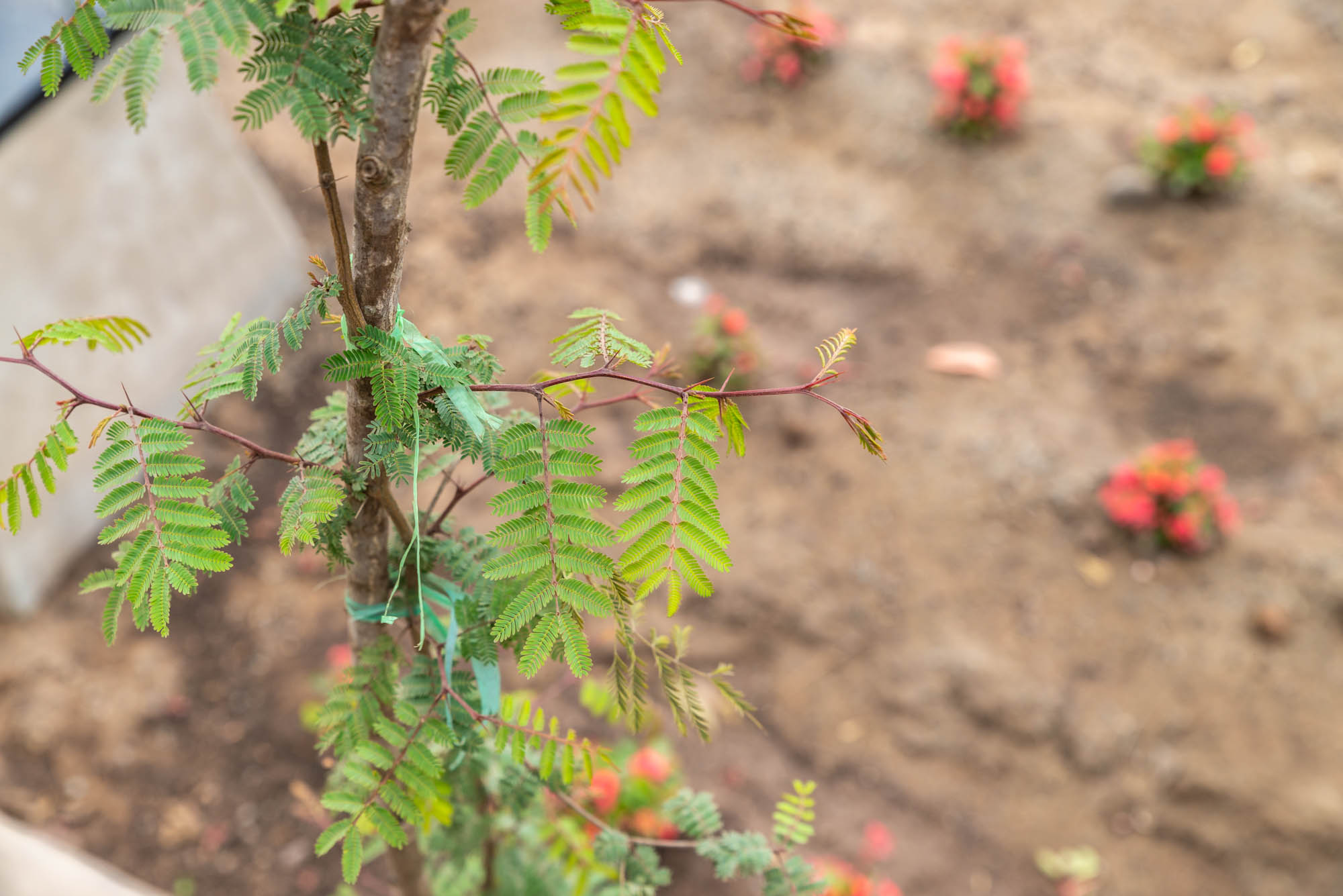 Huarango - Municipalidad Distrital de MirafloresMunicipalidad Distrital ...