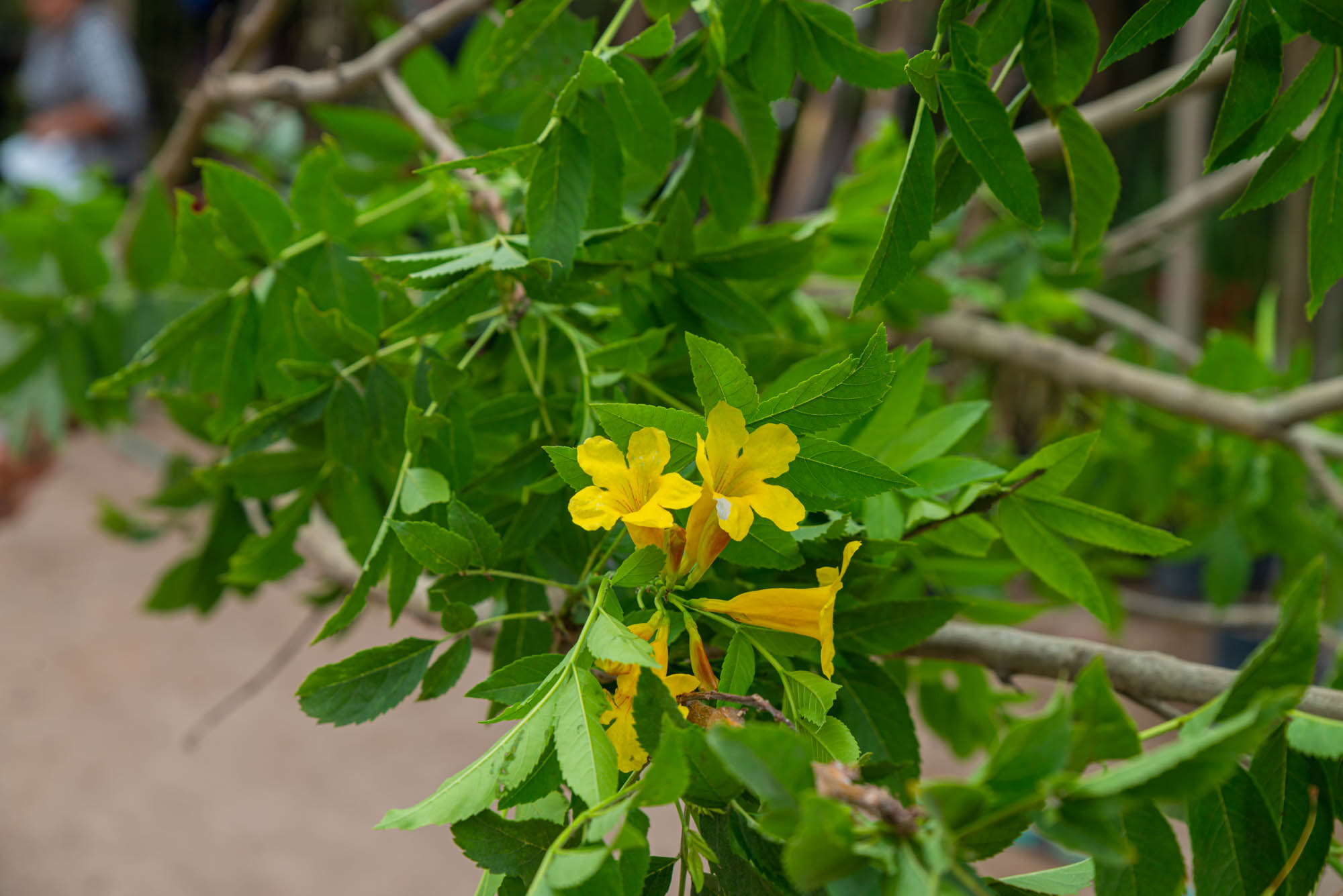 Tecoma - Municipalidad Distrital de MirafloresMunicipalidad Distrital ...