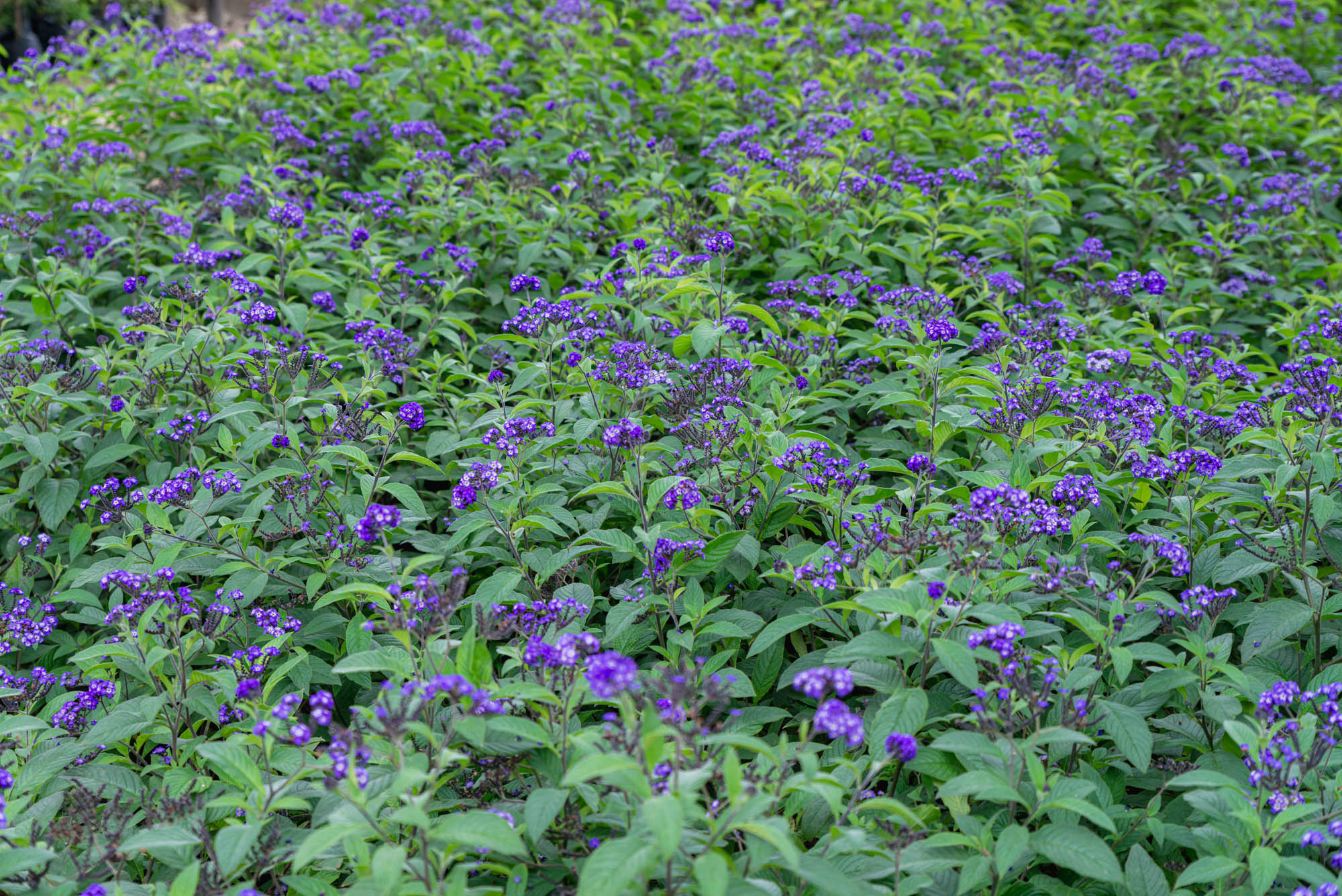 Heliotropo - Municipalidad Distrital de MirafloresMunicipalidad ...