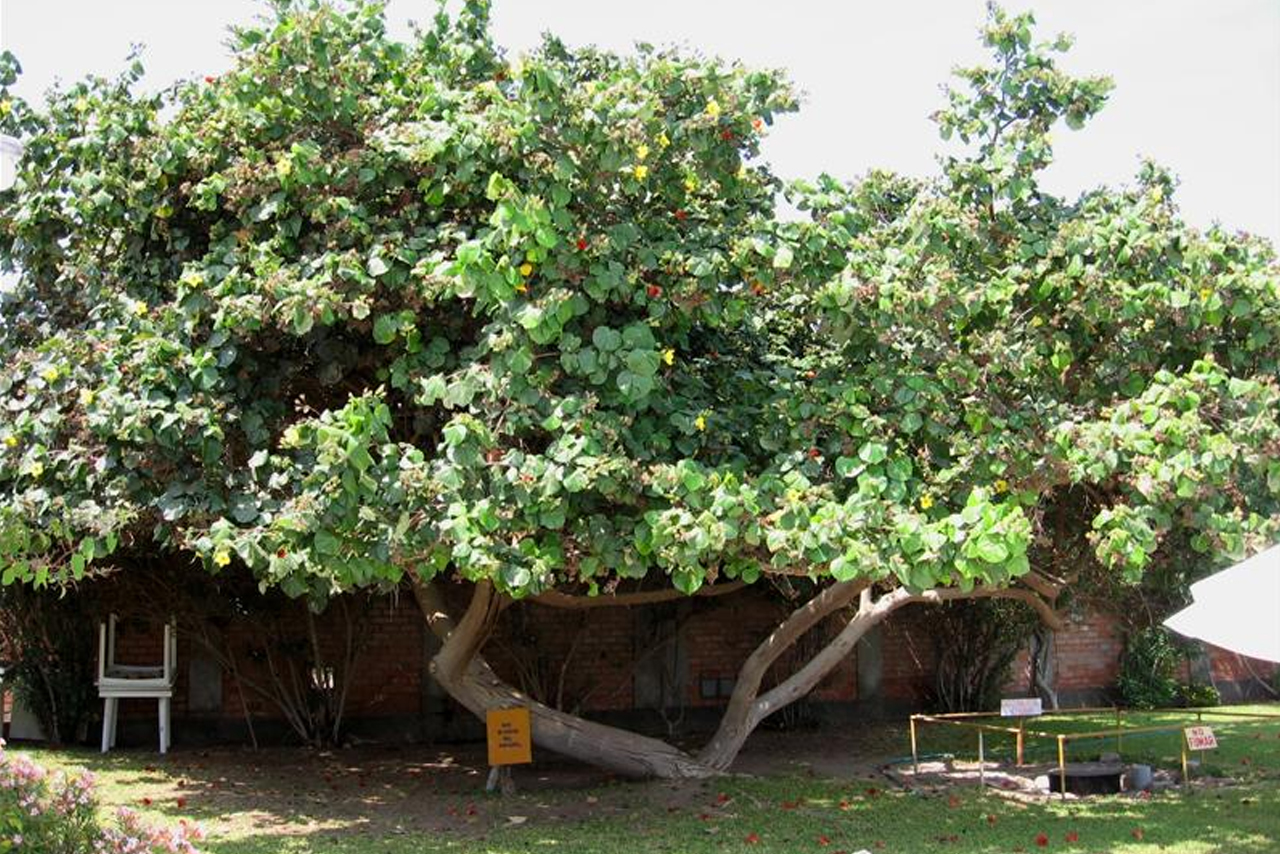 Meijo - Municipalidad Distrital de MirafloresMunicipalidad Distrital de ...