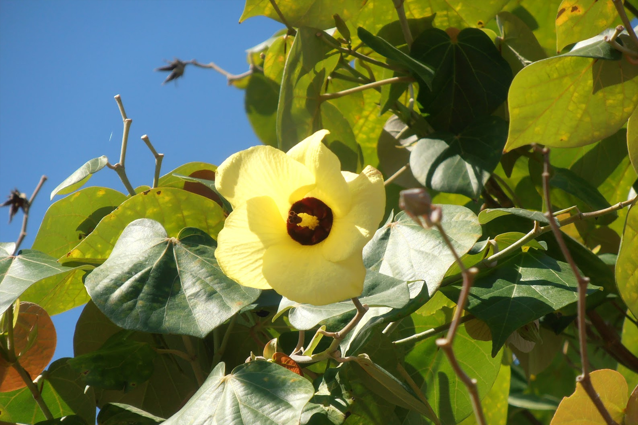 Meijo - Municipalidad Distrital de MirafloresMunicipalidad Distrital de ...