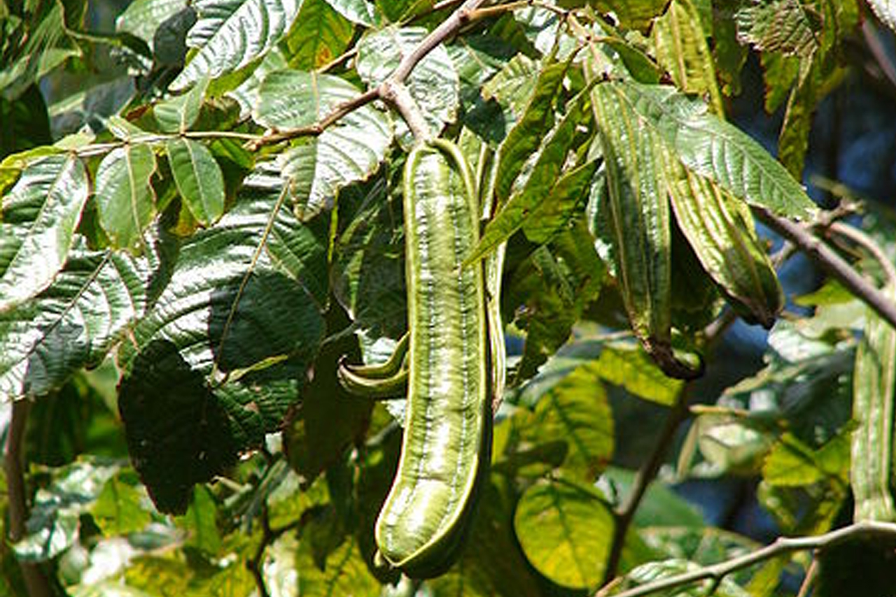 Pacae - Municipalidad Distrital de MirafloresMunicipalidad Distrital de ...