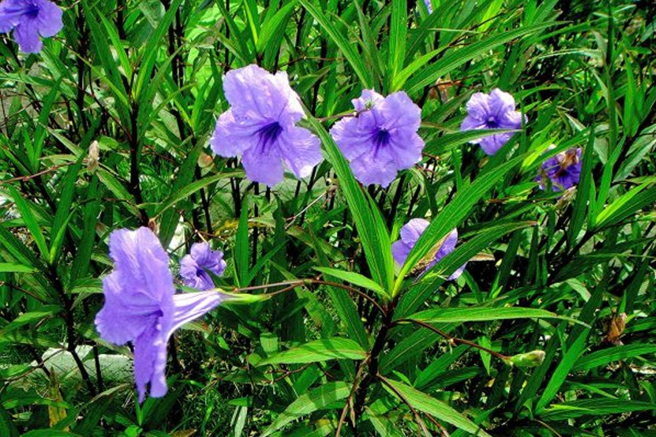 Ruellia - Municipalidad Distrital de MirafloresMunicipalidad Distrital ...