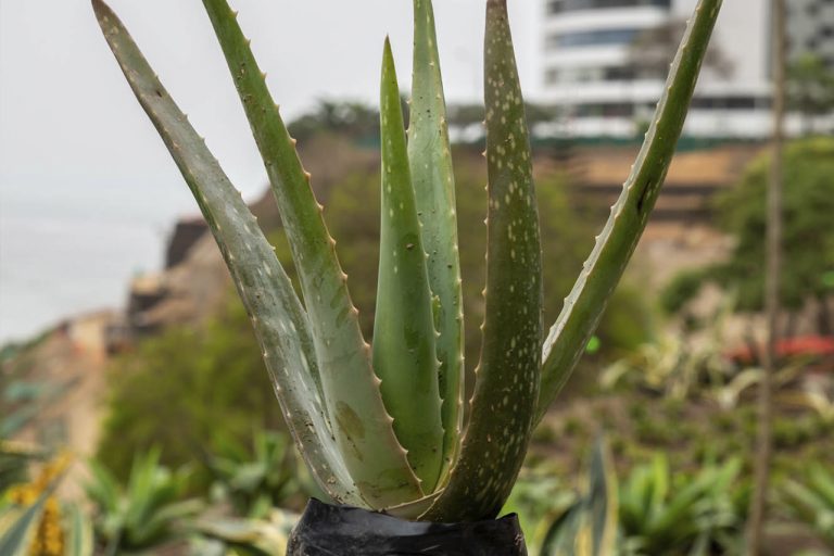 Sábila - Municipalidad Distrital de MirafloresMunicipalidad Distrital ...