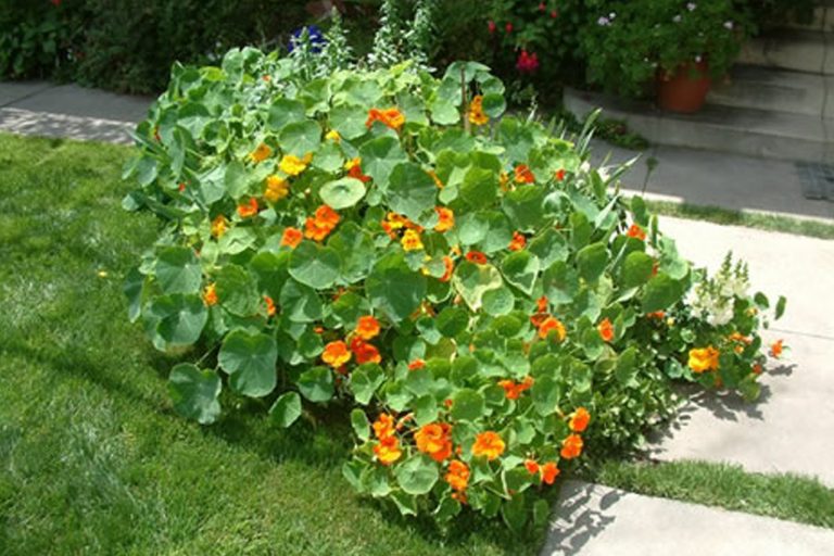 Texao - Municipalidad Distrital de MirafloresMunicipalidad Distrital de ...